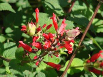 Salvia holwayi - Winter Mexican Sage for sale at FBTS