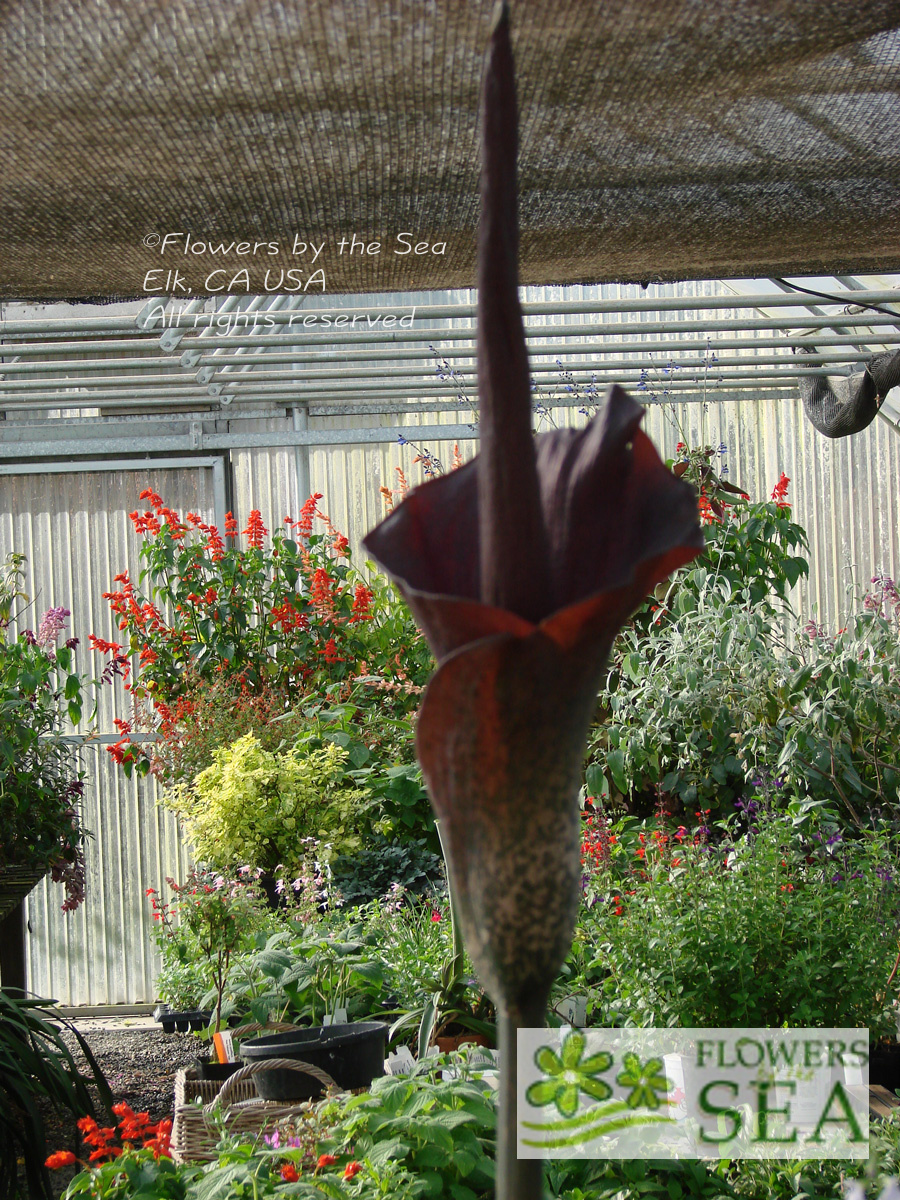 Amorphophallus Konjac