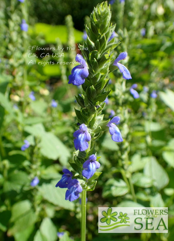 Salvia Hispanica