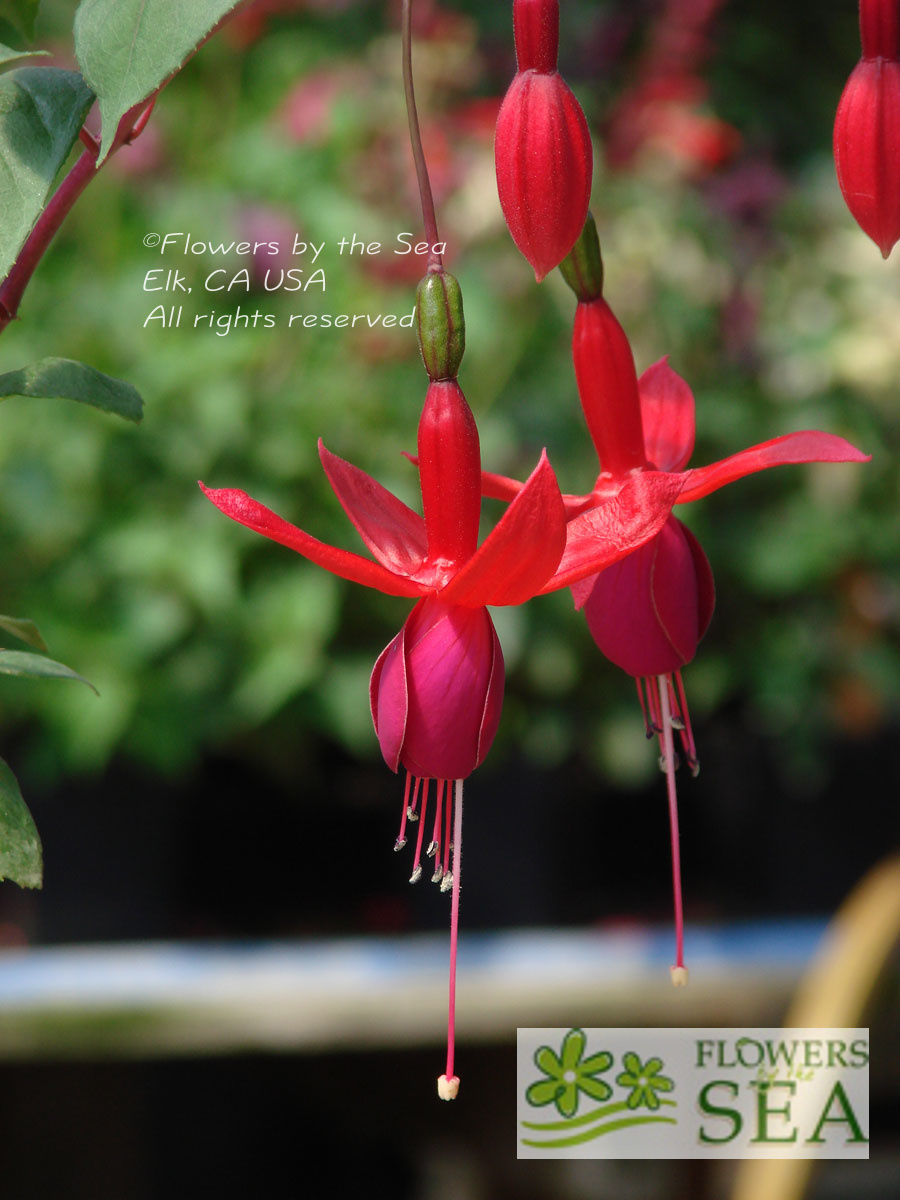 Fuchsia 'Cardinal'