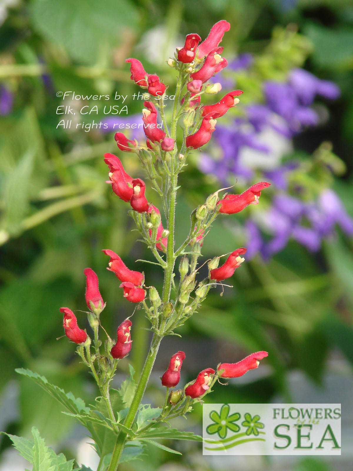 Scrophularia macrantha - Red Birds in a Tree