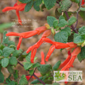 Orange Flowered Salvia Plants to Buy Online at FBTS